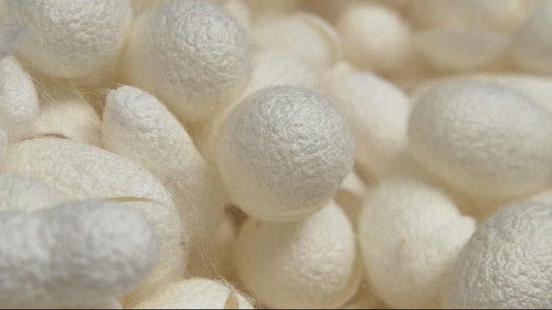 Silk, Cocoon, Fiber, Spool by BOREALE VISION – Stock Footage | Artlist