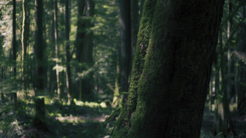 Forest Trees, Redwood, Woodland, Tree Trunk by Ami Bornstein – Stock ...