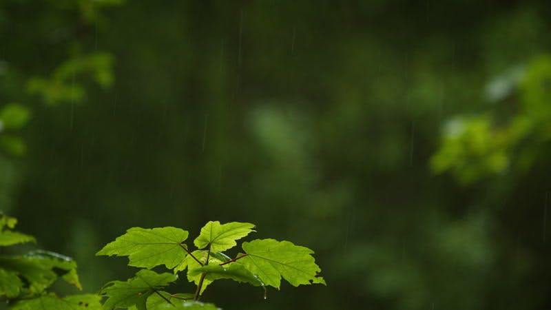 Forest, Sycamore, Rain, Drops by Gentle Steps – Stock Footage | Artlist