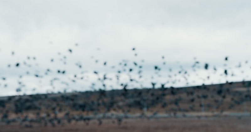 Raven, Field, Flock, Flying by Sergiu Jurca – Stock Footage | Artlist