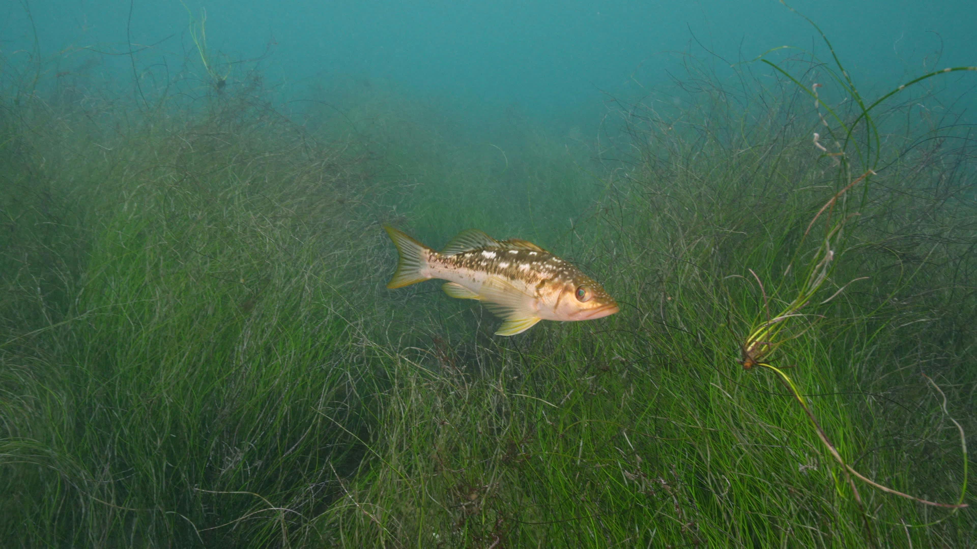 Discover pacific-ocean-fish, a story-driven footage | Artlist
