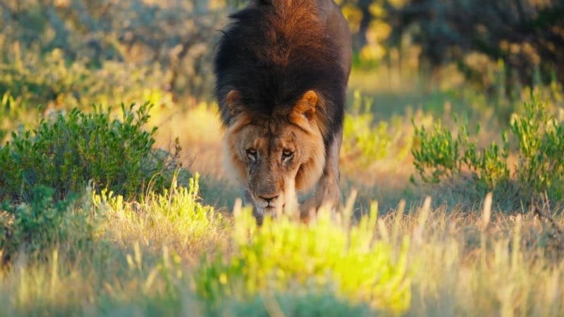 Savannah, Africa, Lion, Habitat by Nathan Moine – Stock Footage | Artlist