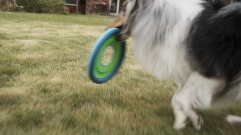 Barking, Grass, Frisbee, Fetch by Simon Wittrup – Stock Footage | Artlist