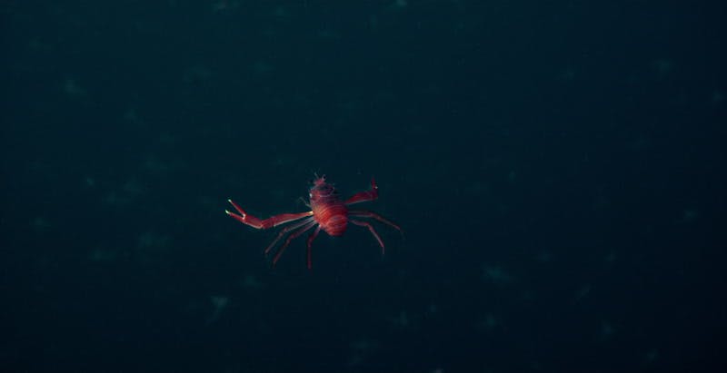 Swimming, Underwater, Tuna Crab, Pelagic Red Crab by Alfredo Barroso ...