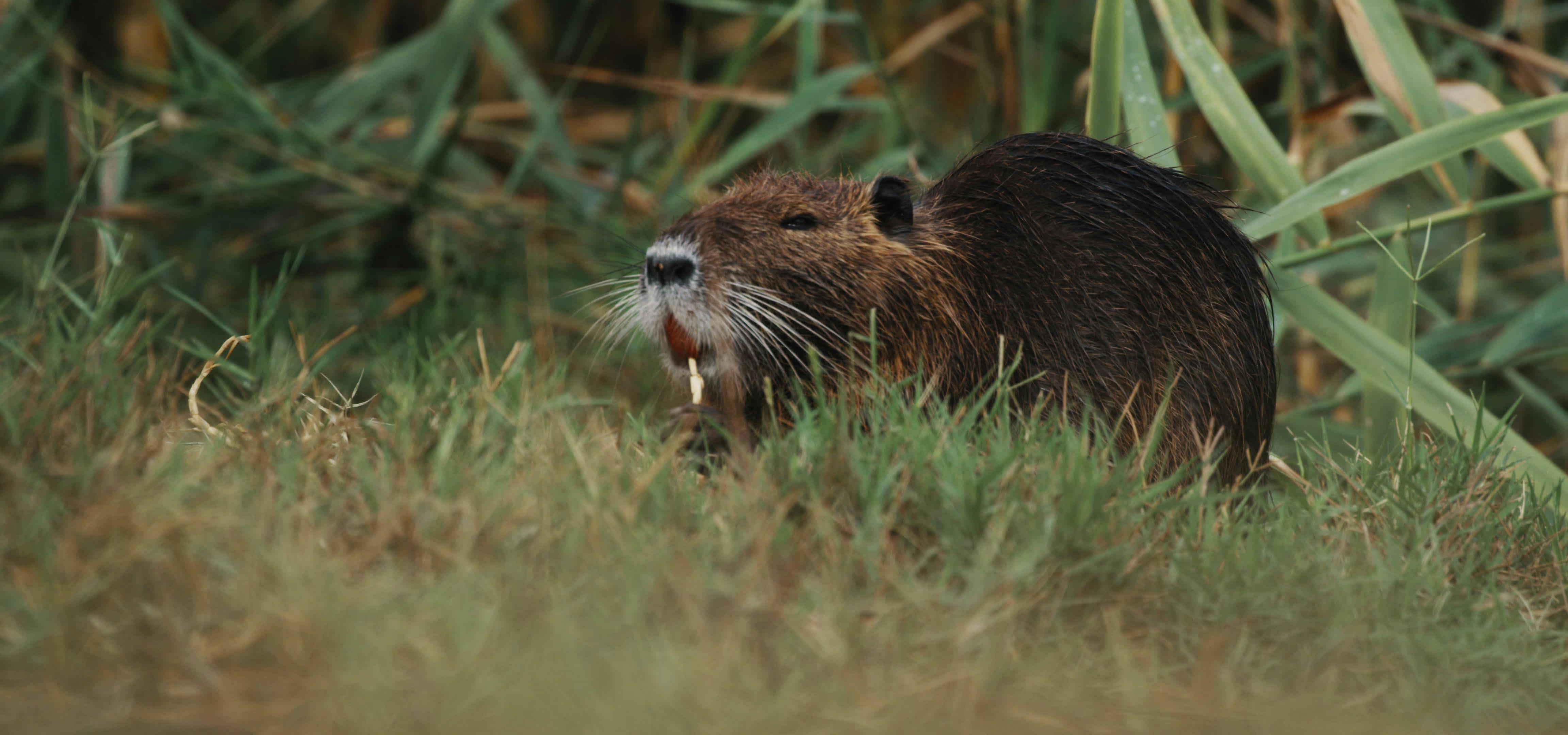 Discover wet-rodent, a story-driven footage | Artlist