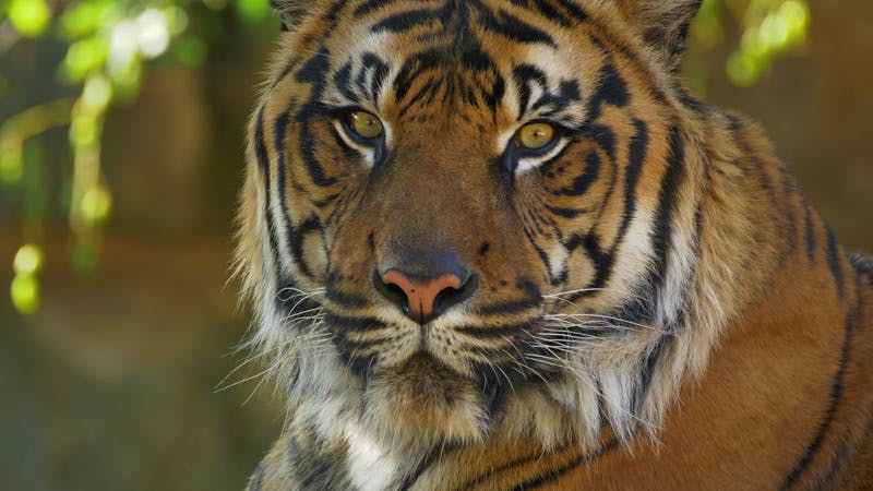 Endangered, Fur, Tiger, Predator by Lukas Pich – Stock Footage | Artlist
