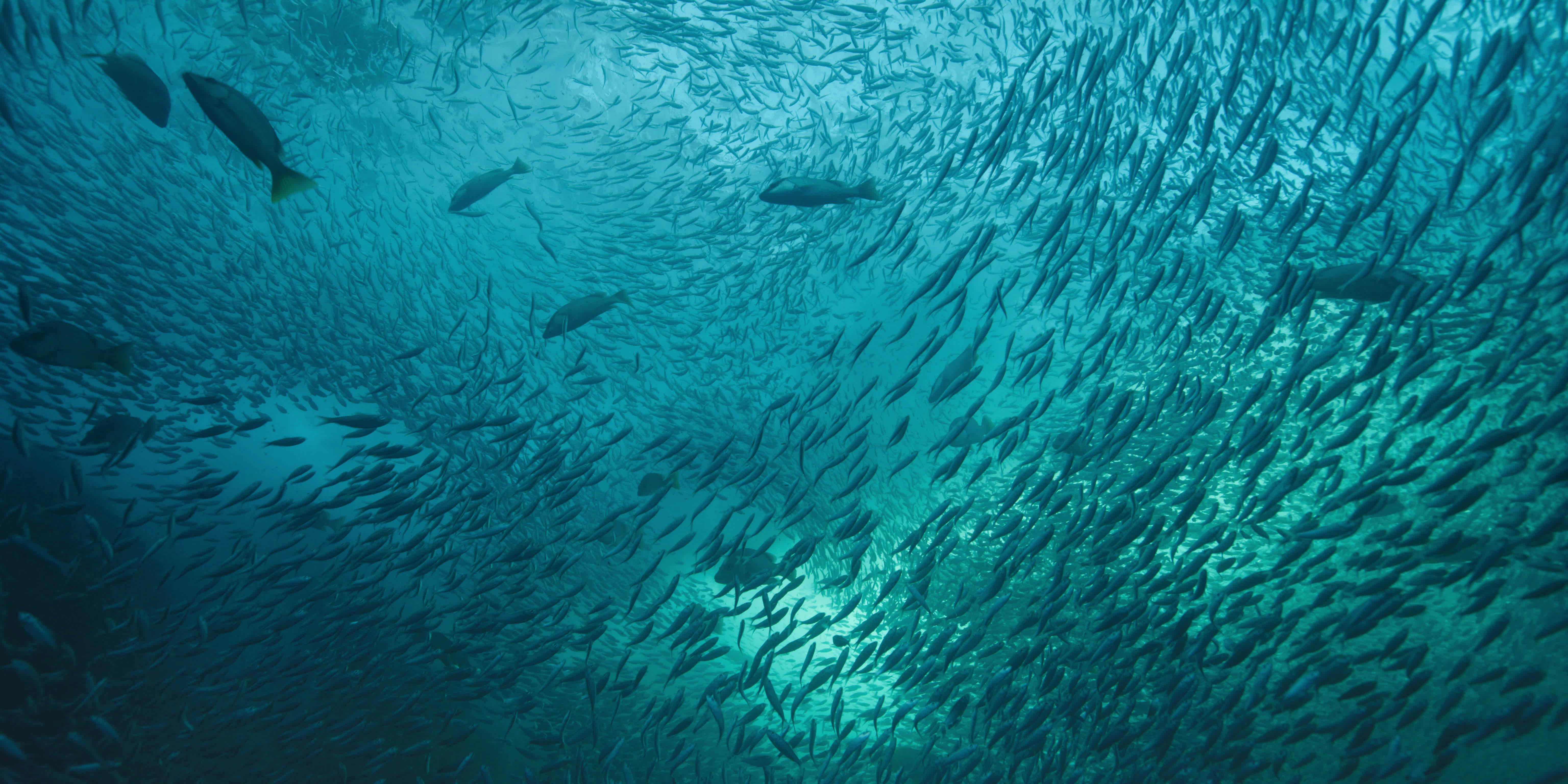 Discover fish-shoal-in-the-ocean, a story-driven footage | Artlist