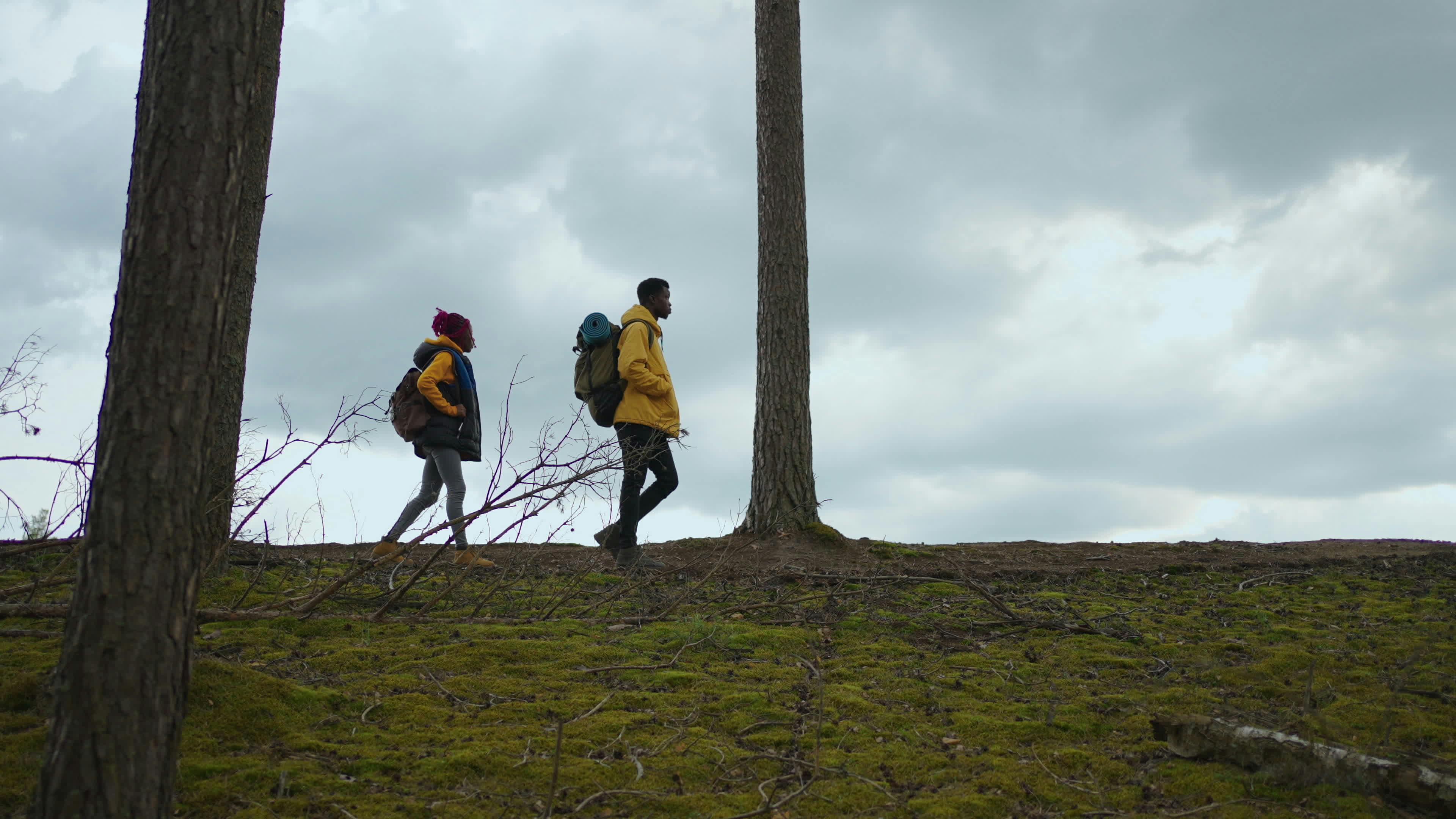 Discover forest-walk, a story-driven footage | Artlist