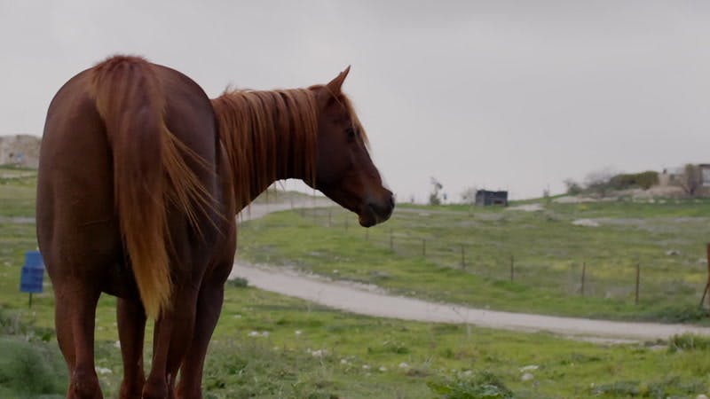 Field, Grass, Eating, Grazing by P.P.H. – Stock Footage | Artlist