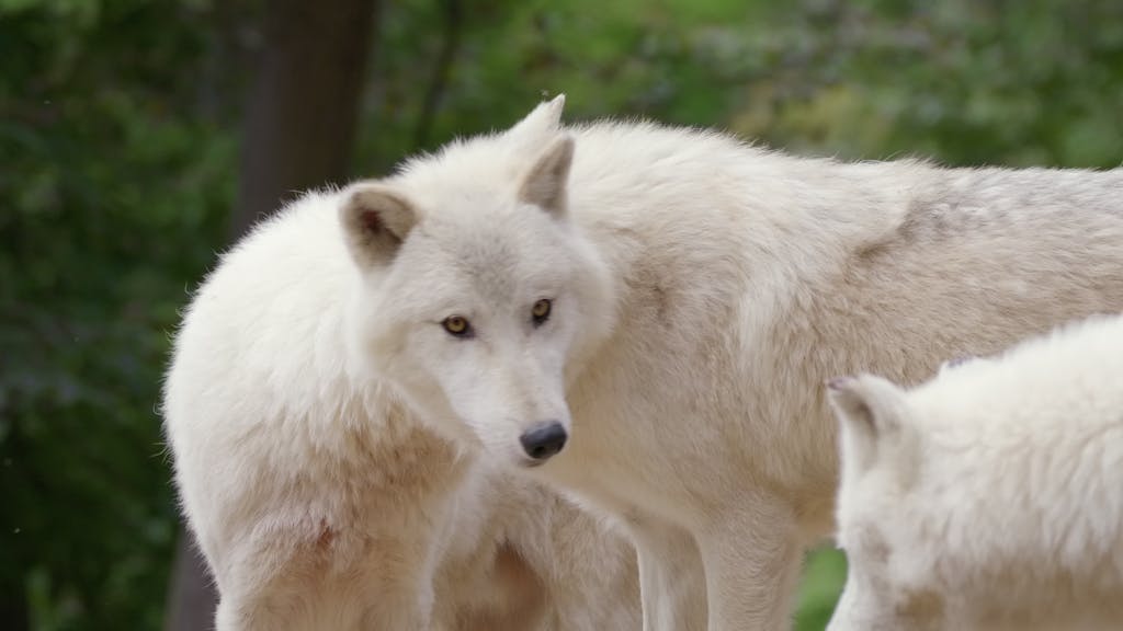 Discover white-arctic-wolf-pack, a story-driven footage