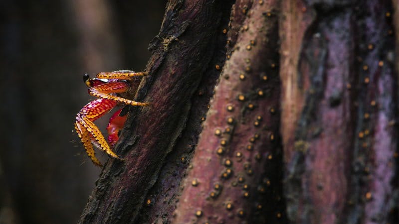 Shell, Tree, Mangrove, Claw by Day's Edge Productions – Stock Footage ...