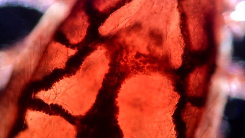 Parasite, Microscope, Magnified, Tick by Benedikt Pleyer – Stock ...
