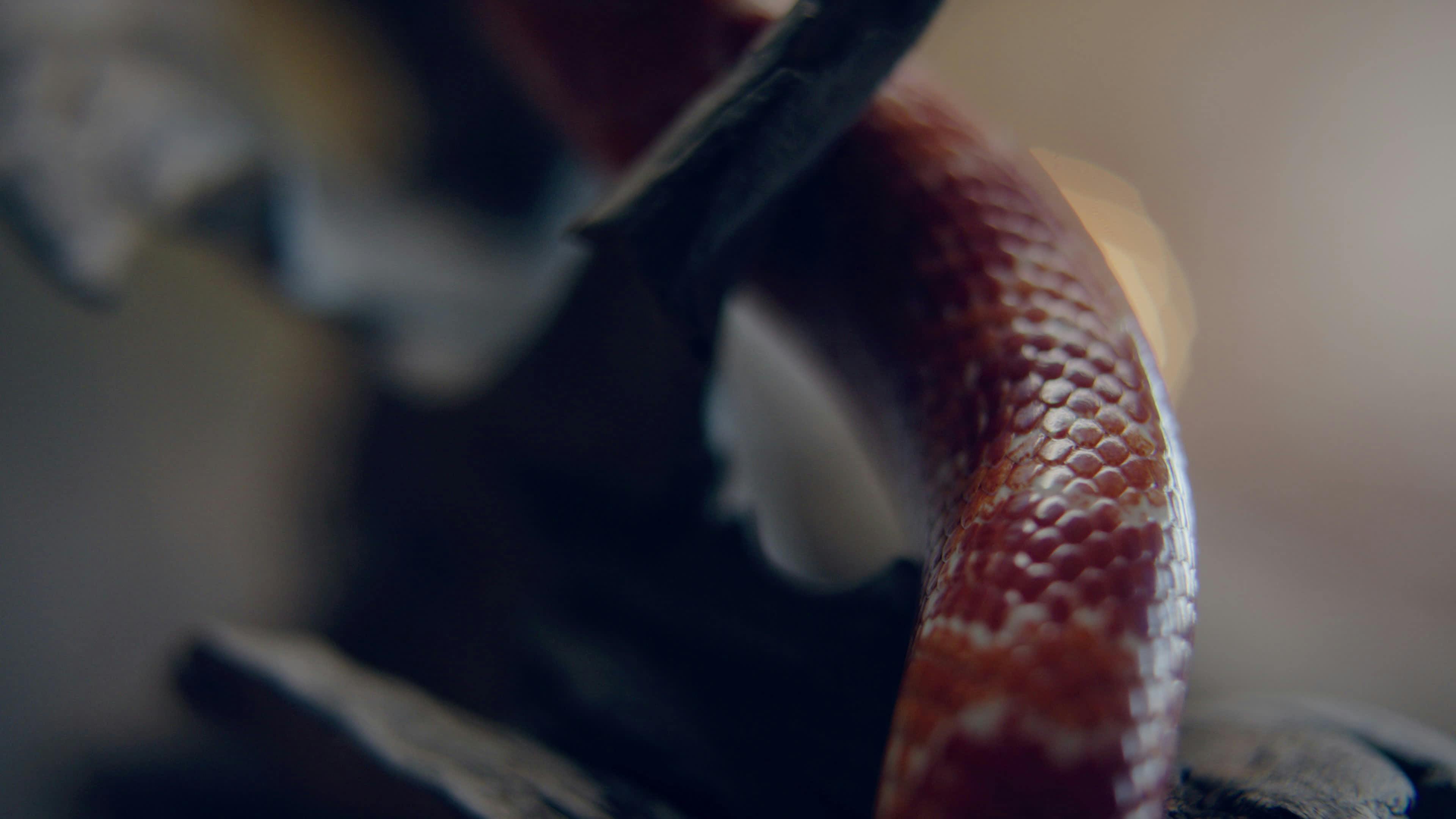 Discover snakes, a story-driven footage | Artlist