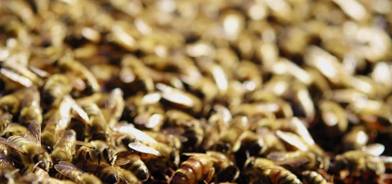 Hive, Honeycomb, Insects, Colony by Omri Ohana – Stock Footage | Artlist