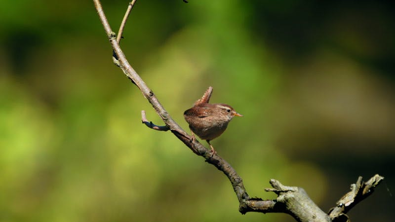 Eurasian-wren, Bird, Tree-branch, Song-bird by Lukas Pich – Stock ...