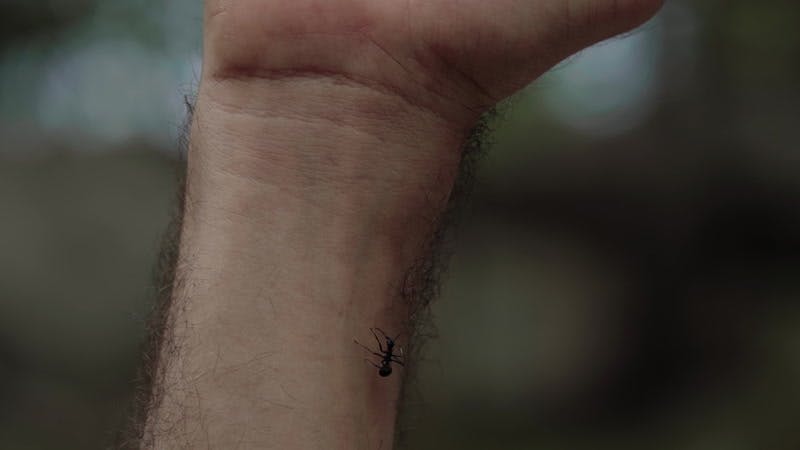 Ant, Hand, Love Nature by Roma Black – Stock Footage | Artlist