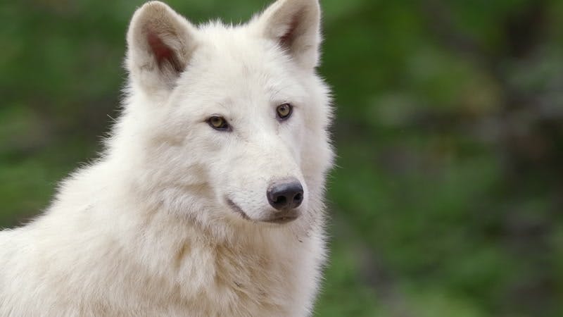 Wild, White Wolf, Arctic Wolf, Carnivore by Lukas Pich – Stock Footage ...