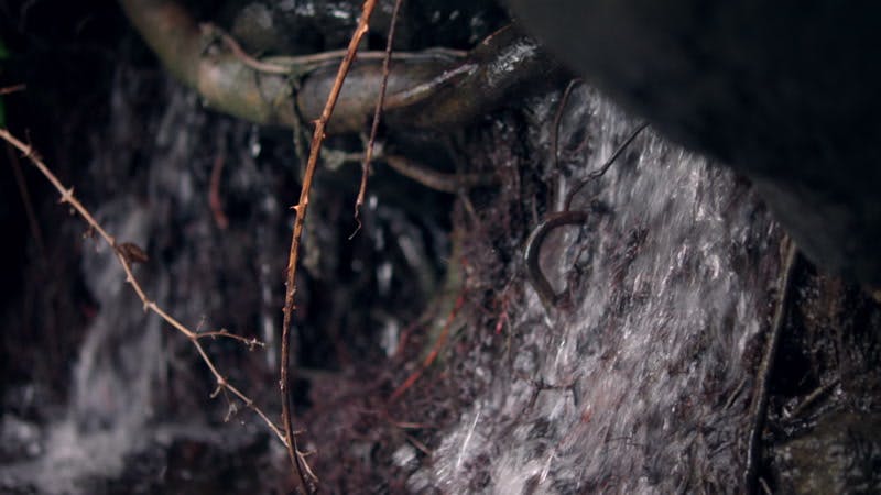 Fall, Thicket, Earth, Branches by Ami Bornstein – Stock Footage | Artlist