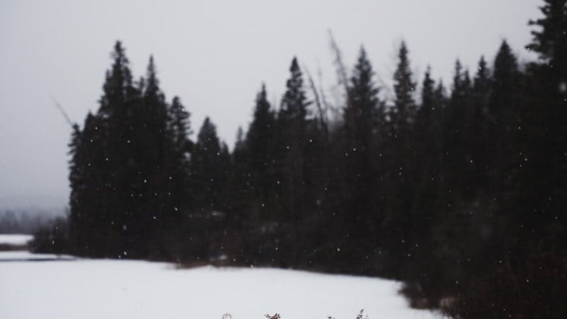 Canada, Pine, Trees, Snow by Jade and Jase – Stock Footage | Artlist