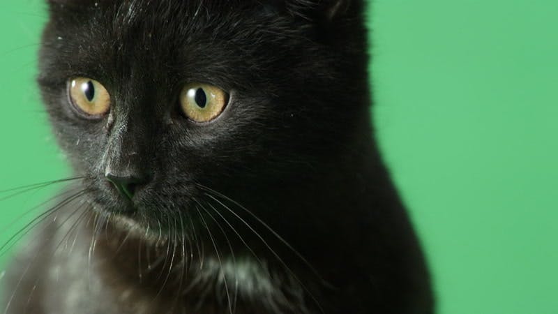 Greenscreen, Pet, Green Screen, Natural by Manuel Wenger – Stock ...