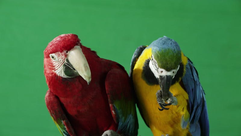 Greenscreen, Zoo, Green Screen, Standing by Manuel Wenger – Stock ...
