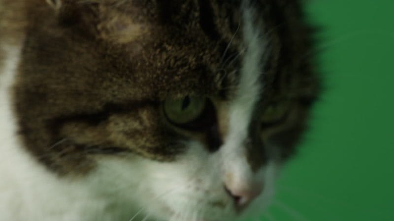 Greenscreen, Wild, Green Screen, Animals by Manuel Wenger – Stock ...