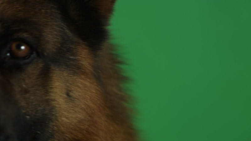 Greenscreen, Pet, Green Screen, Brown by Manuel Wenger – Stock Footage ...