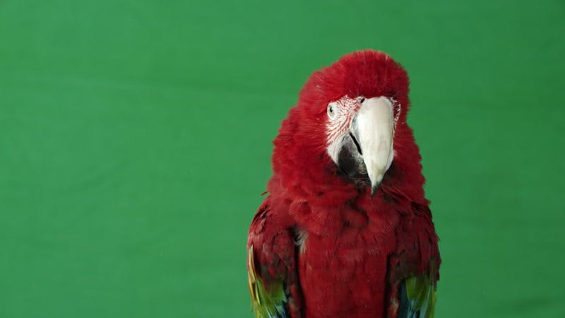 Animal, Greenscreen, Parrot, Red by Manuel Wenger – Stock Footage | Artlist