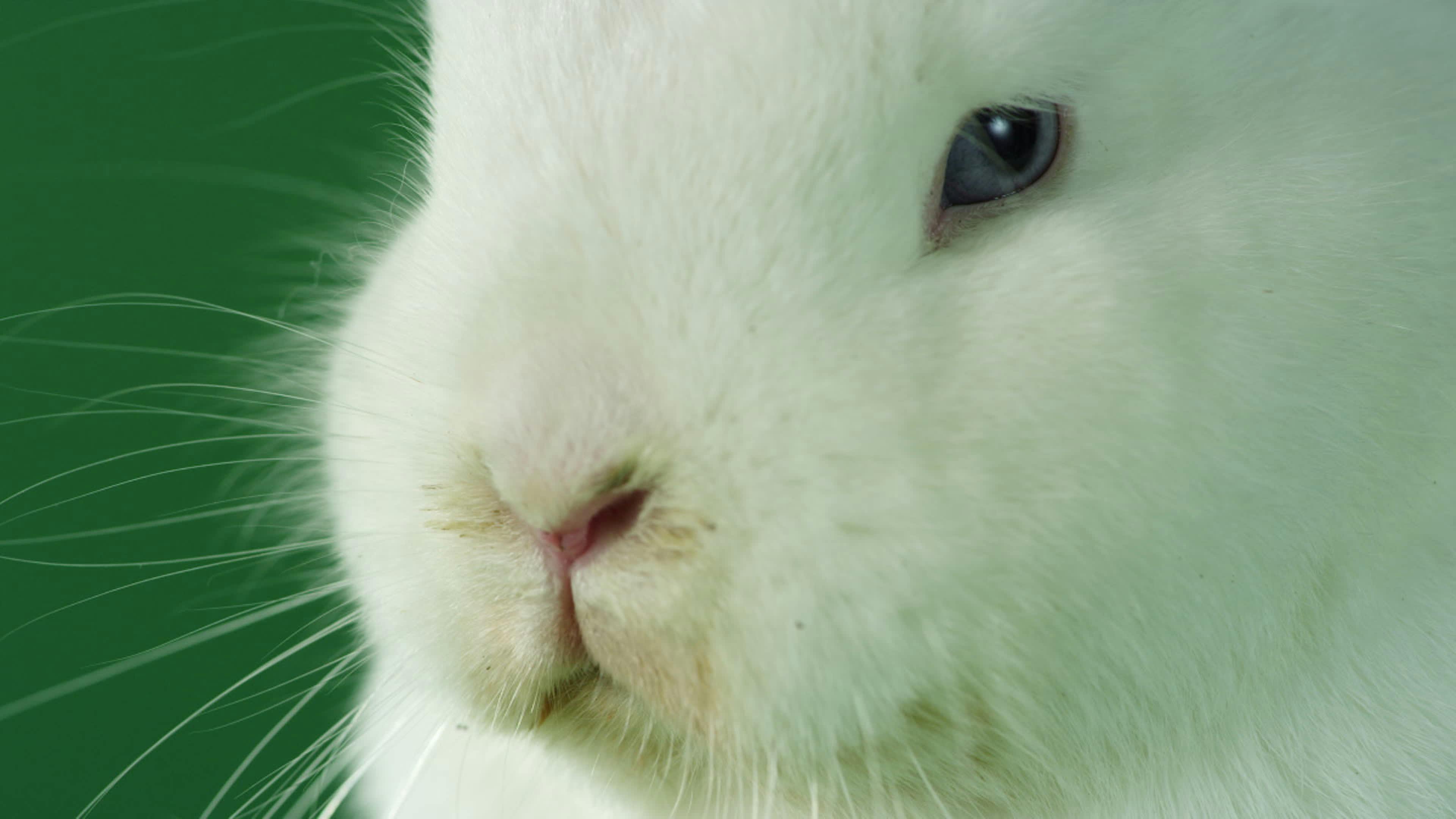 Discover pets-chill-on-greenscreen, a story-driven footage | Artlist