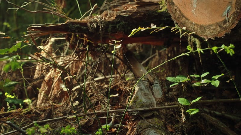 Felled, Deforestation, Redwood, Woods by Gundars Magone – Stock Footage ...