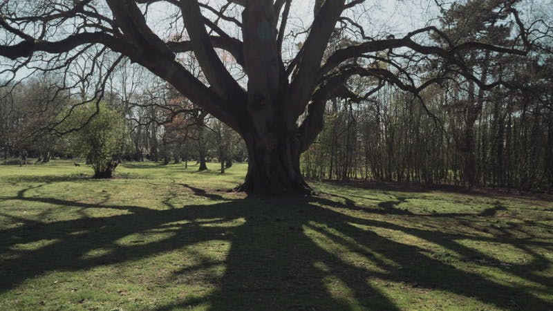 Shadow, Park, Tree, Sky by Timothy McGlinchey – Stock Footage | Artlist