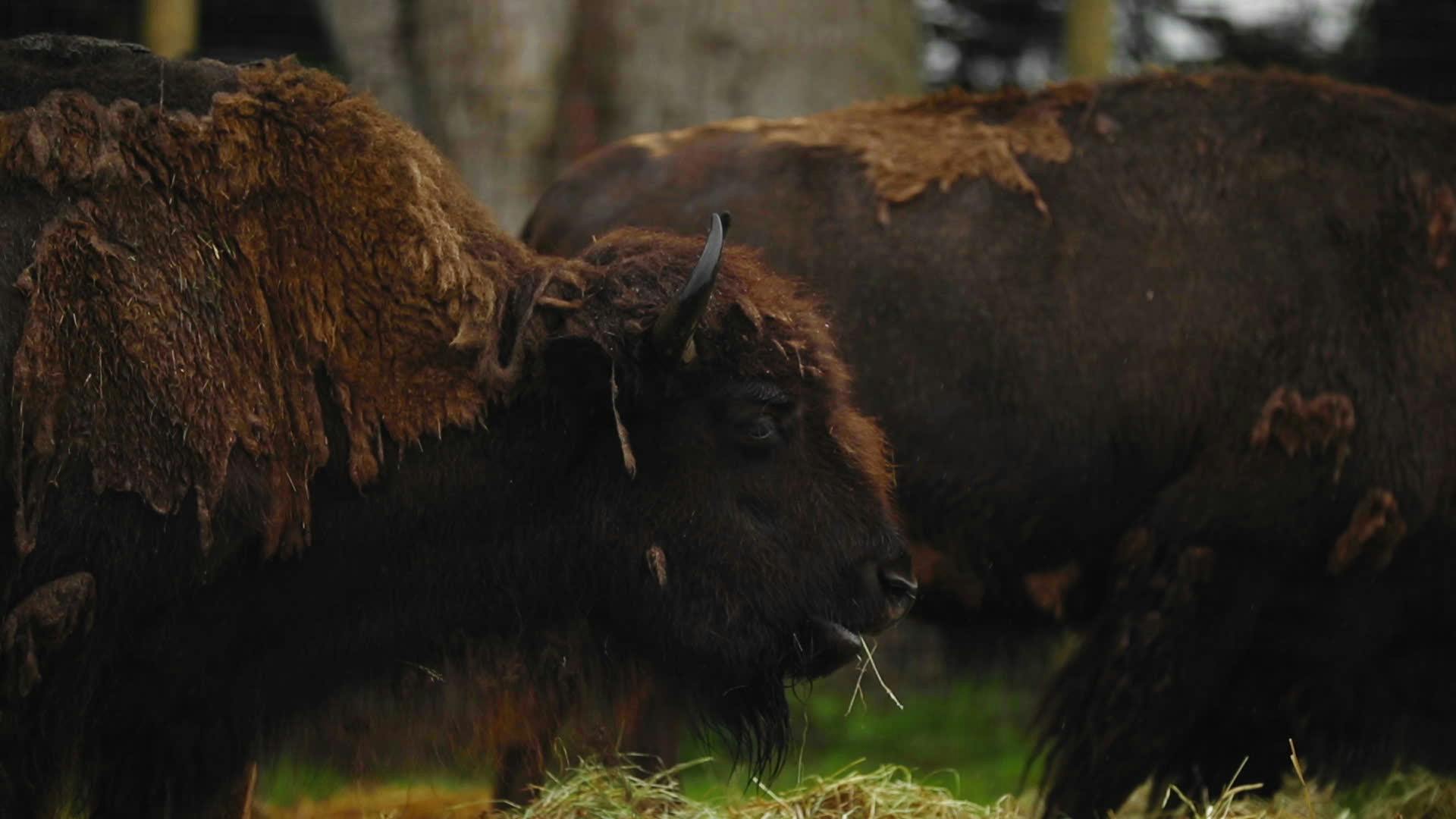 Discover buffalo, a story-driven footage | Artlist