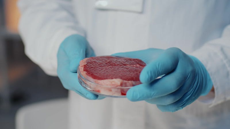 Meat, Laboratory, Lab, Science by Pressmaster – Stock Footage | Artlist