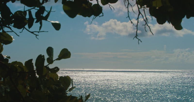 Wind, Blowing, Leaves, Calm by Jakob Owens – Stock Footage | Artlist