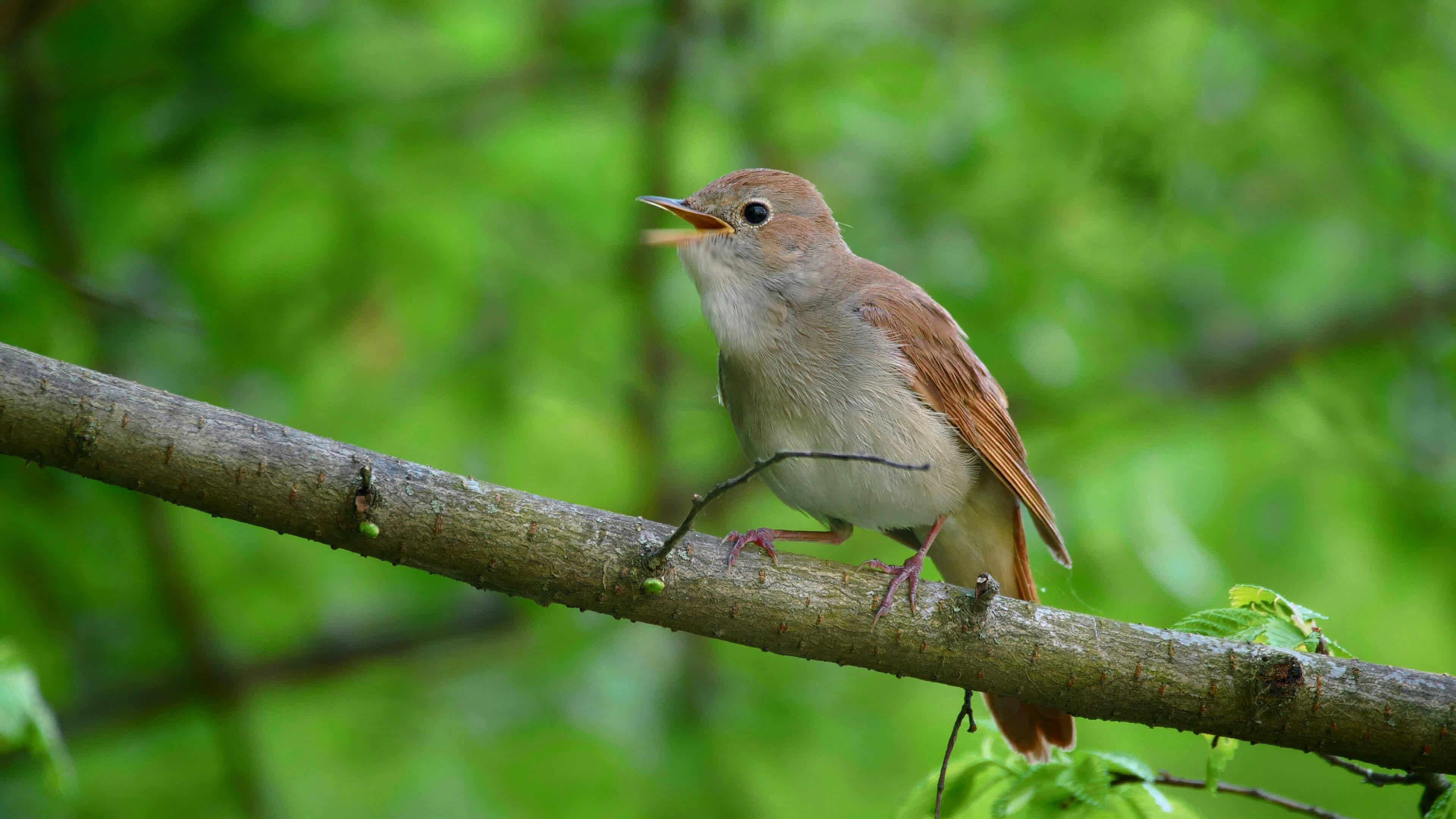 Discover common-nightingale-singing, a story-driven footage | Artlist