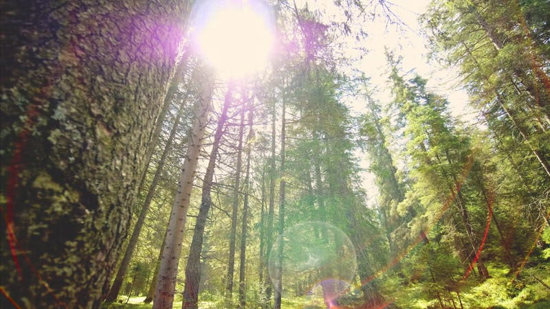Forest, Leaves, Lens Flare, Bark by Kristian Ozer Kettner – Stock ...