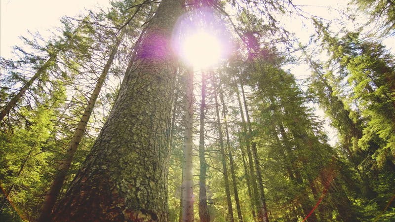 Trees, Trunk, Lens Flare, Forest by Kristian Ozer Kettner – Stock ...