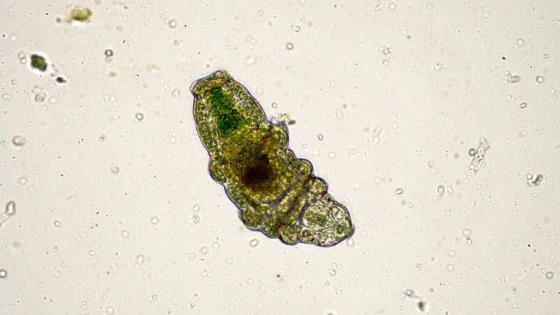 Tardigrade, Microscope, Microscopic, Extremophiles by Benedikt Pleyer ...
