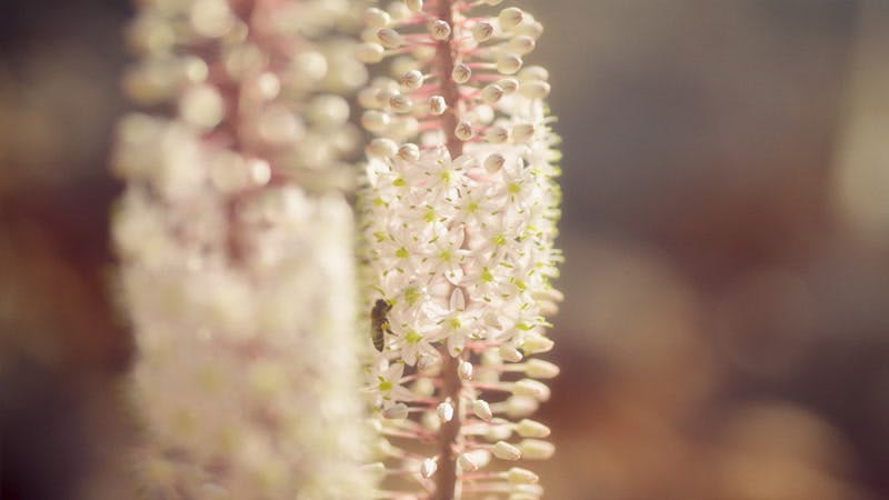 Springtime, Flowers, Plant, Petal by Kristian Ozer Kettner – Stock ...