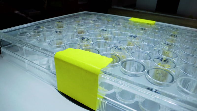 Sample, Observation, Scientific Research, Specimen by Day's Edge ...