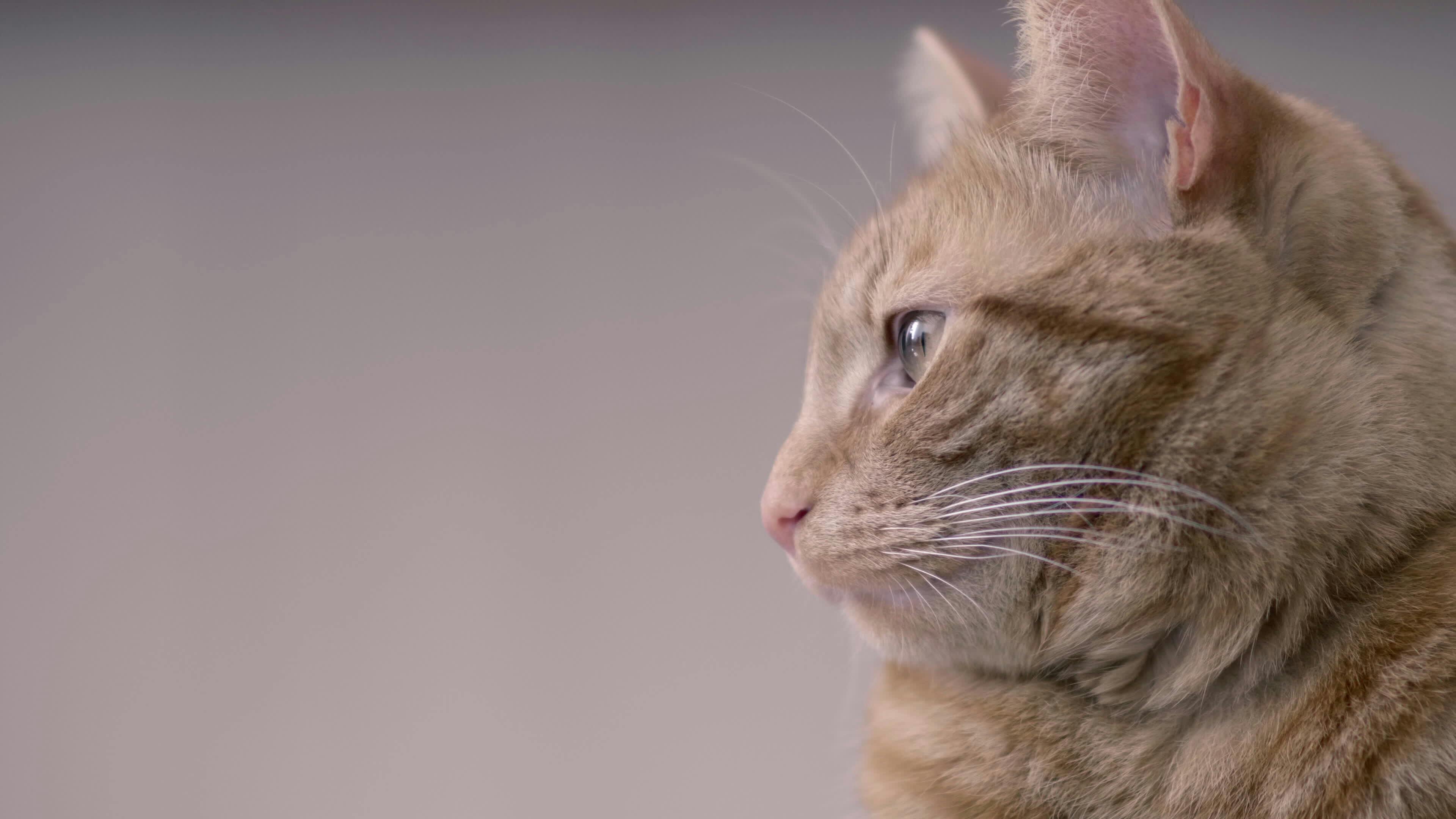 Discover lazy-cat, a story-driven footage | Artlist