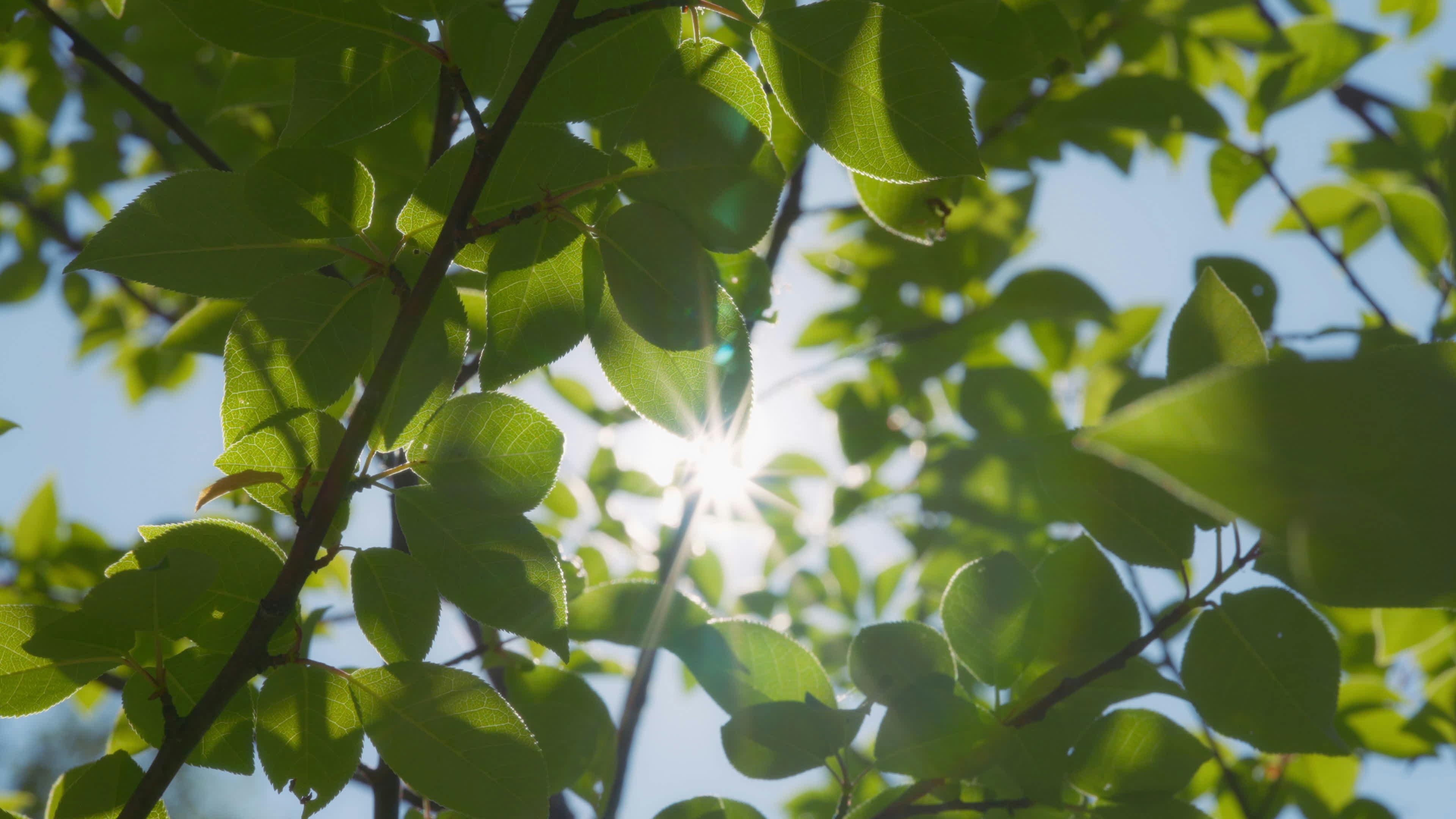 Discover backyard-wildlife, a story-driven footage | Artlist