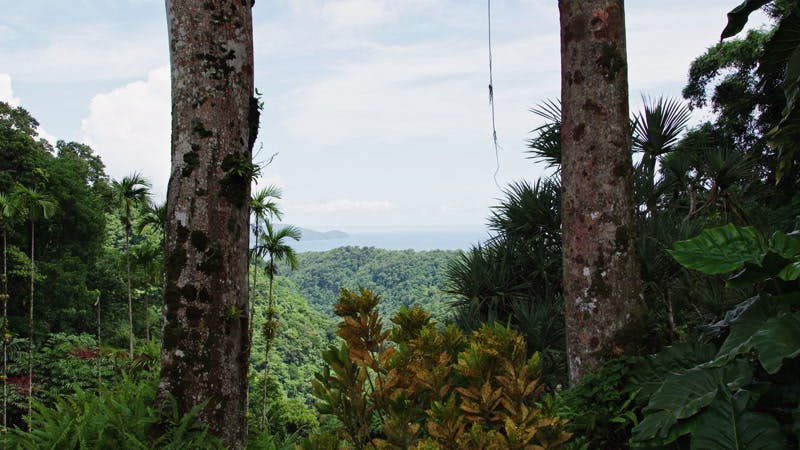 Forest, Martinique, Rainforest, Mountain by BOREALE VISION – Stock ...