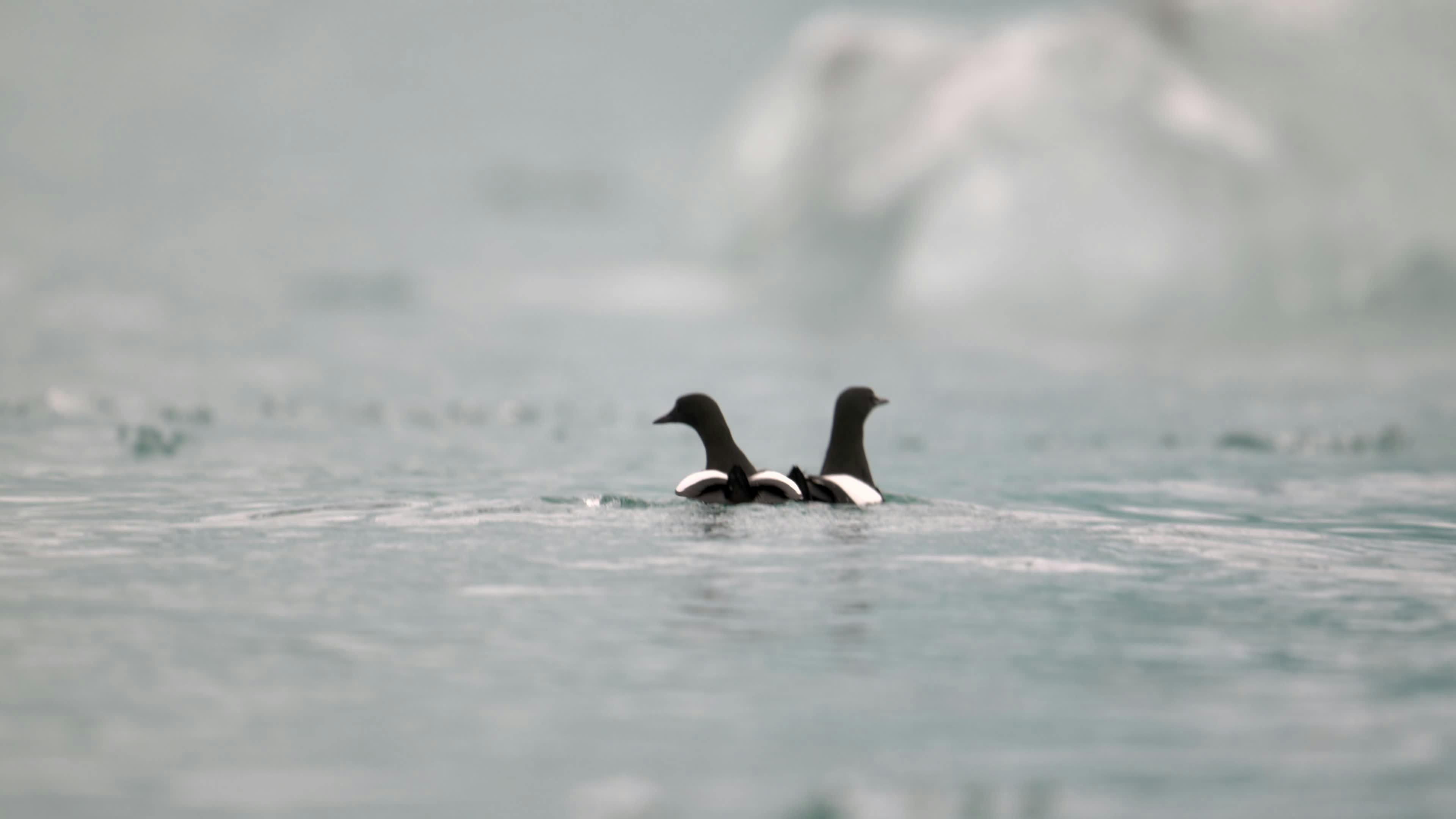 Discover arctic-birds, a story-driven footage | Artlist