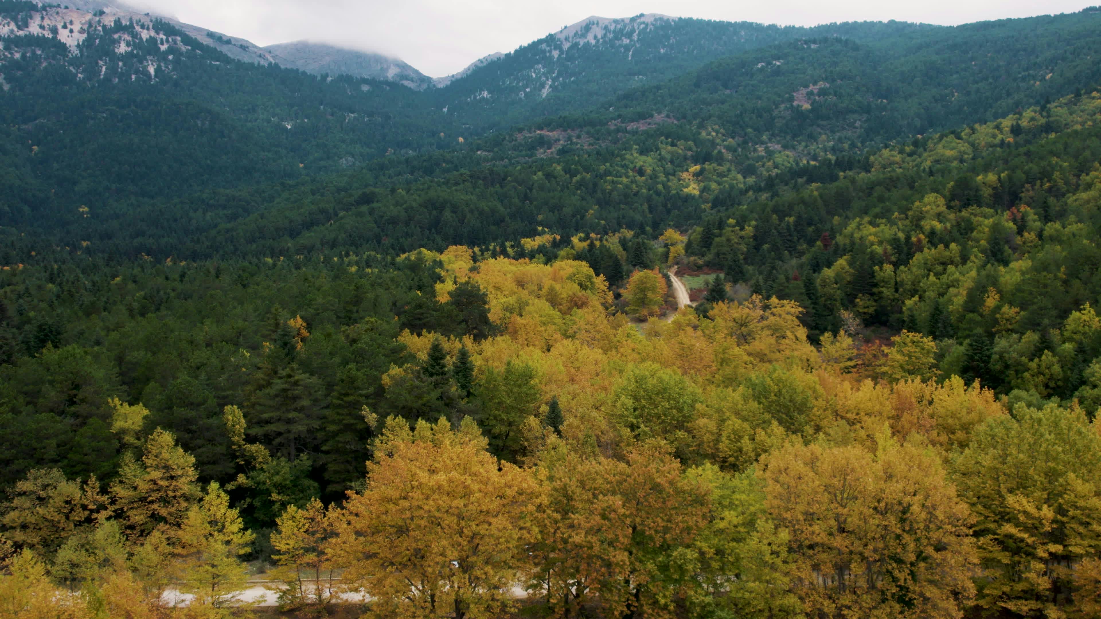 Discover forest-landscape, a story-driven footage | Artlist