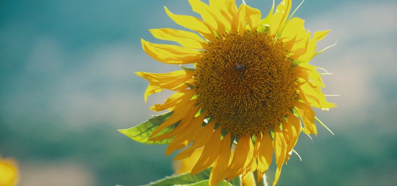 Blue Background, Sunny Day, Serene, Sunflower by Omri Ohana – Stock ...