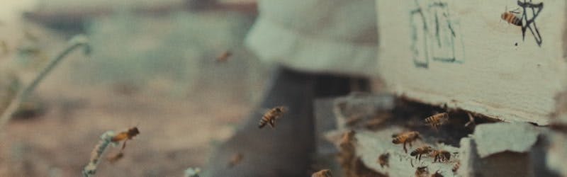 Flying, Smoke, Honey, Insect by Omri Ohana – Stock Footage | Artlist