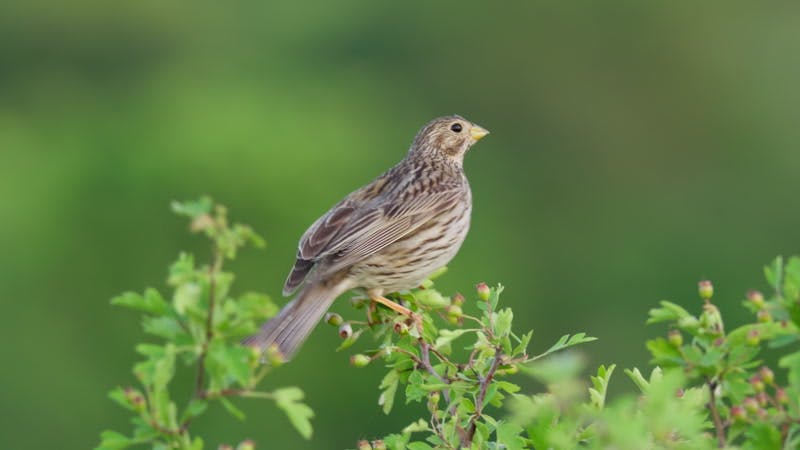 Bird, Corn Bunting, Wildlife, Singing by Lukas Pich – Stock Footage ...