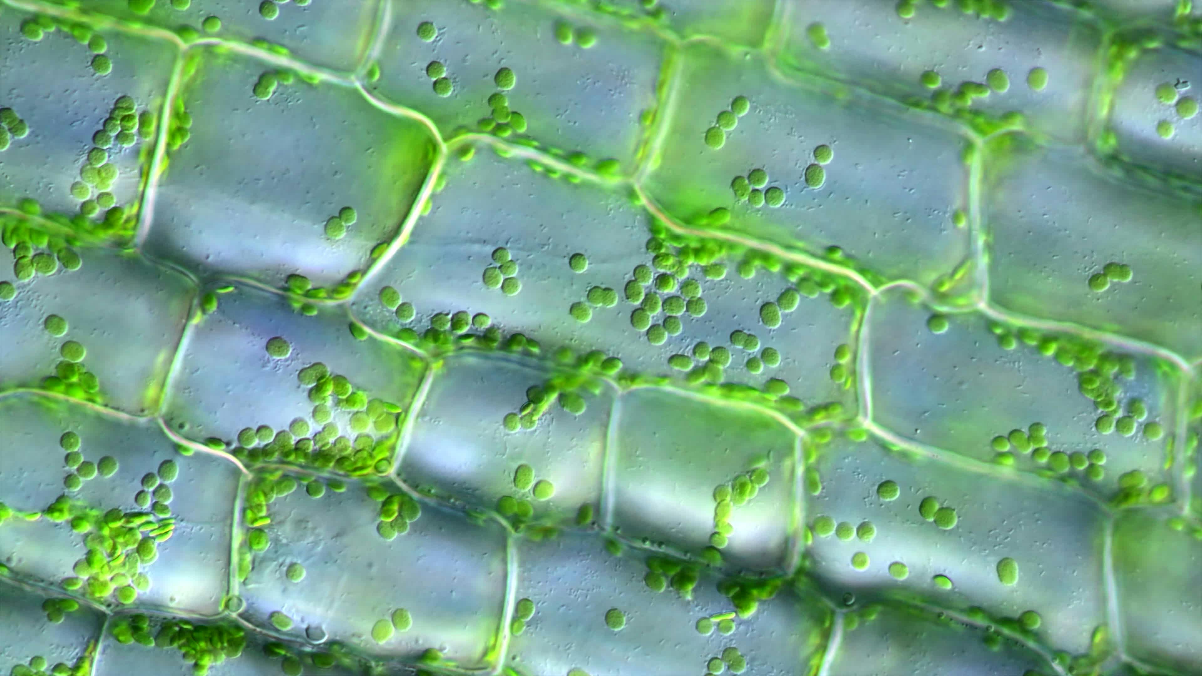 Discover photosynthesis, a story-driven footage | Artlist