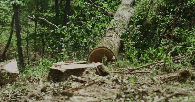 Deforestation, Falling, Tree, Forestry by Wilson Streibig – Stock ...